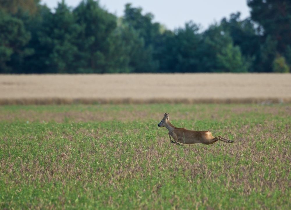 Reh im Sprung Foto & Bild | tiere, wildlife, wildlife: sonstige tiere ...