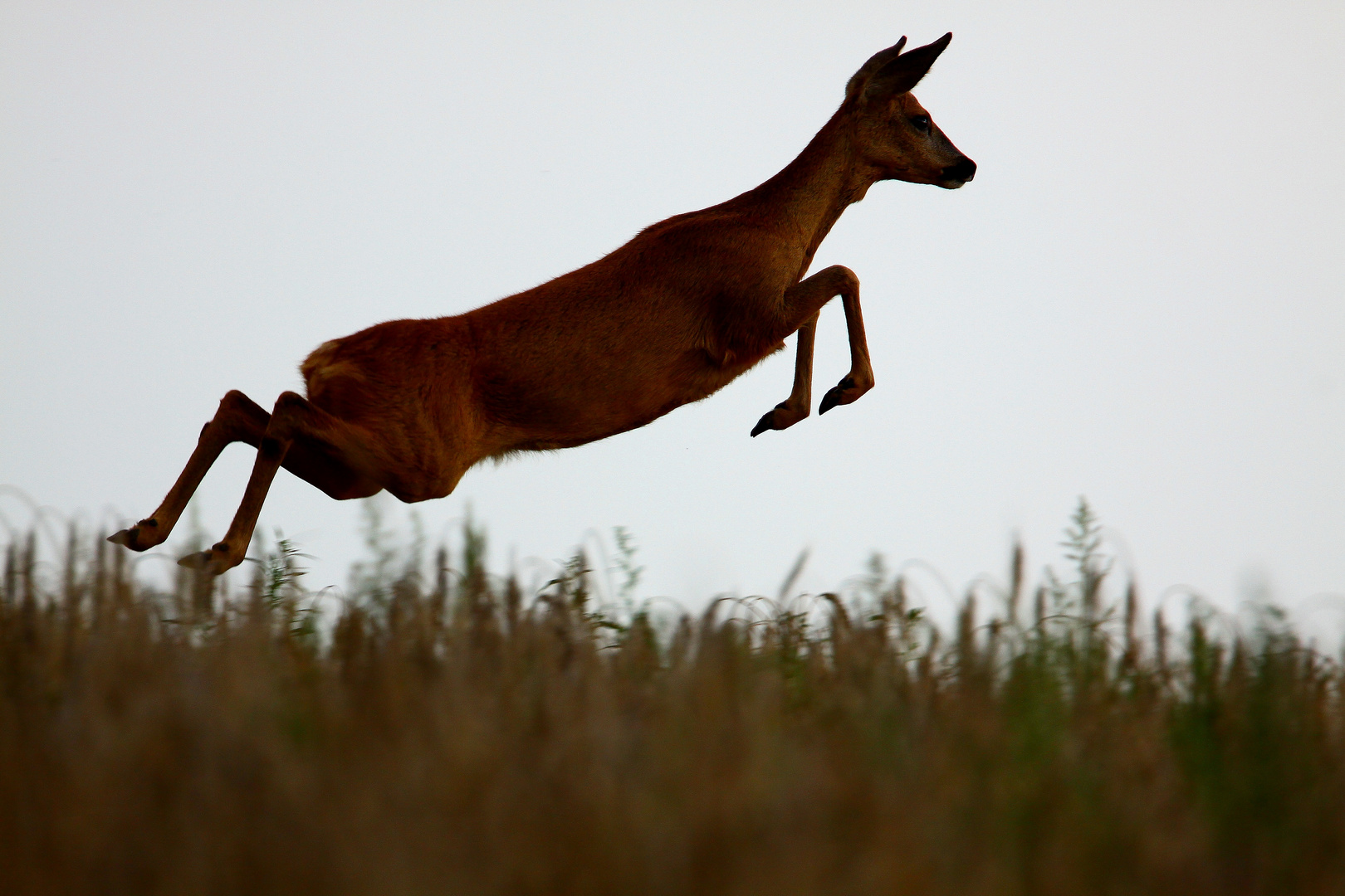 Reh im Sprung Foto & Bild | naturfotografie Bilder auf fotocommunity