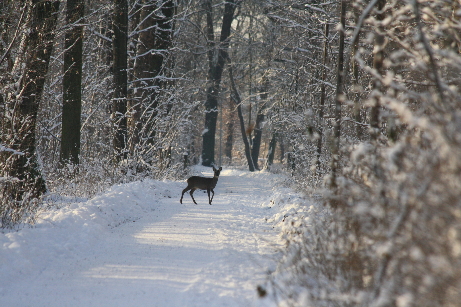 Reh im Winter Foto & Bild | jahreszeiten, winter, natur Bilder auf ...