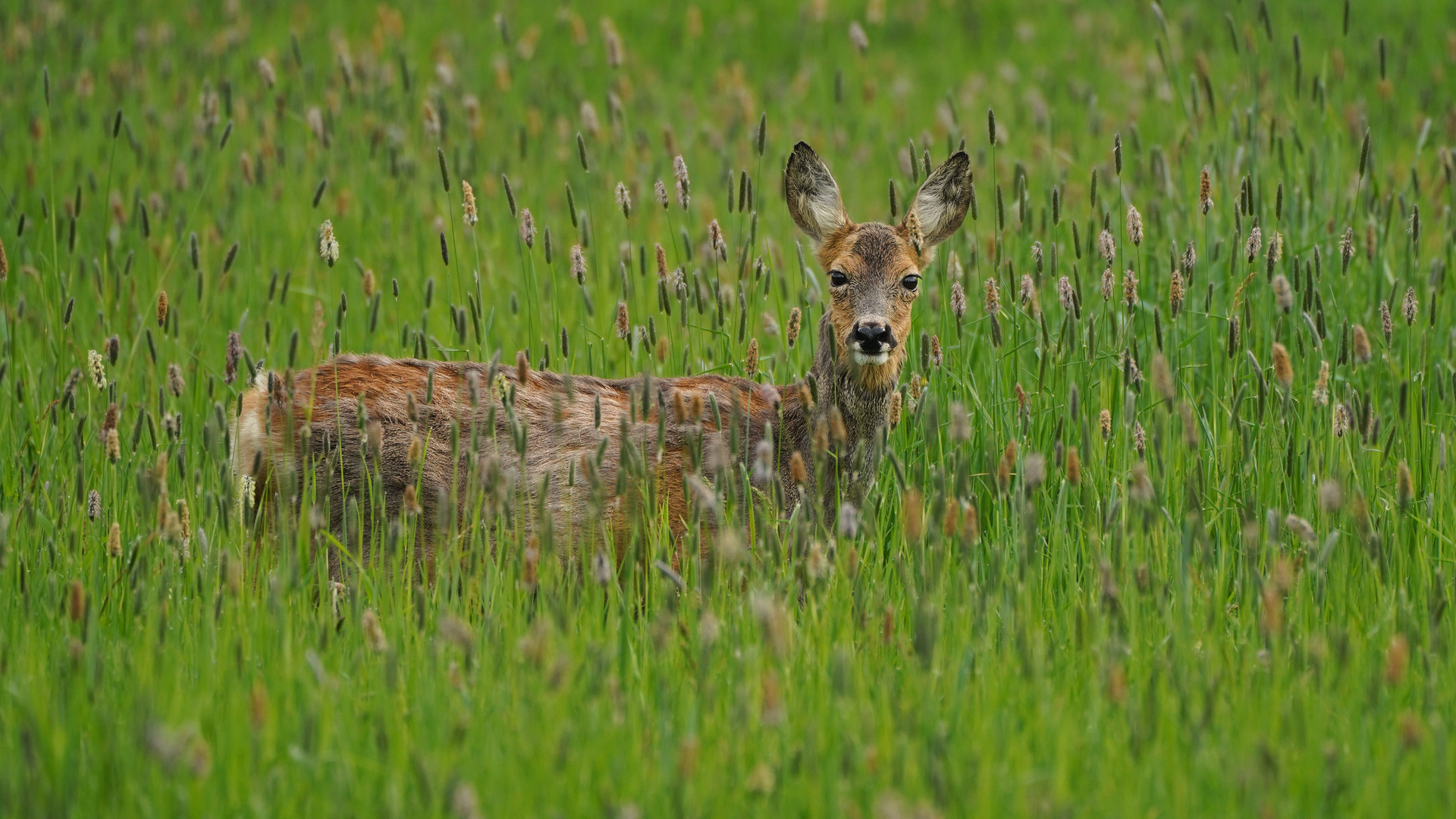 Reh in der Wiese Foto & Bild | wiese, natur, tiere Bilder auf fotocommunity