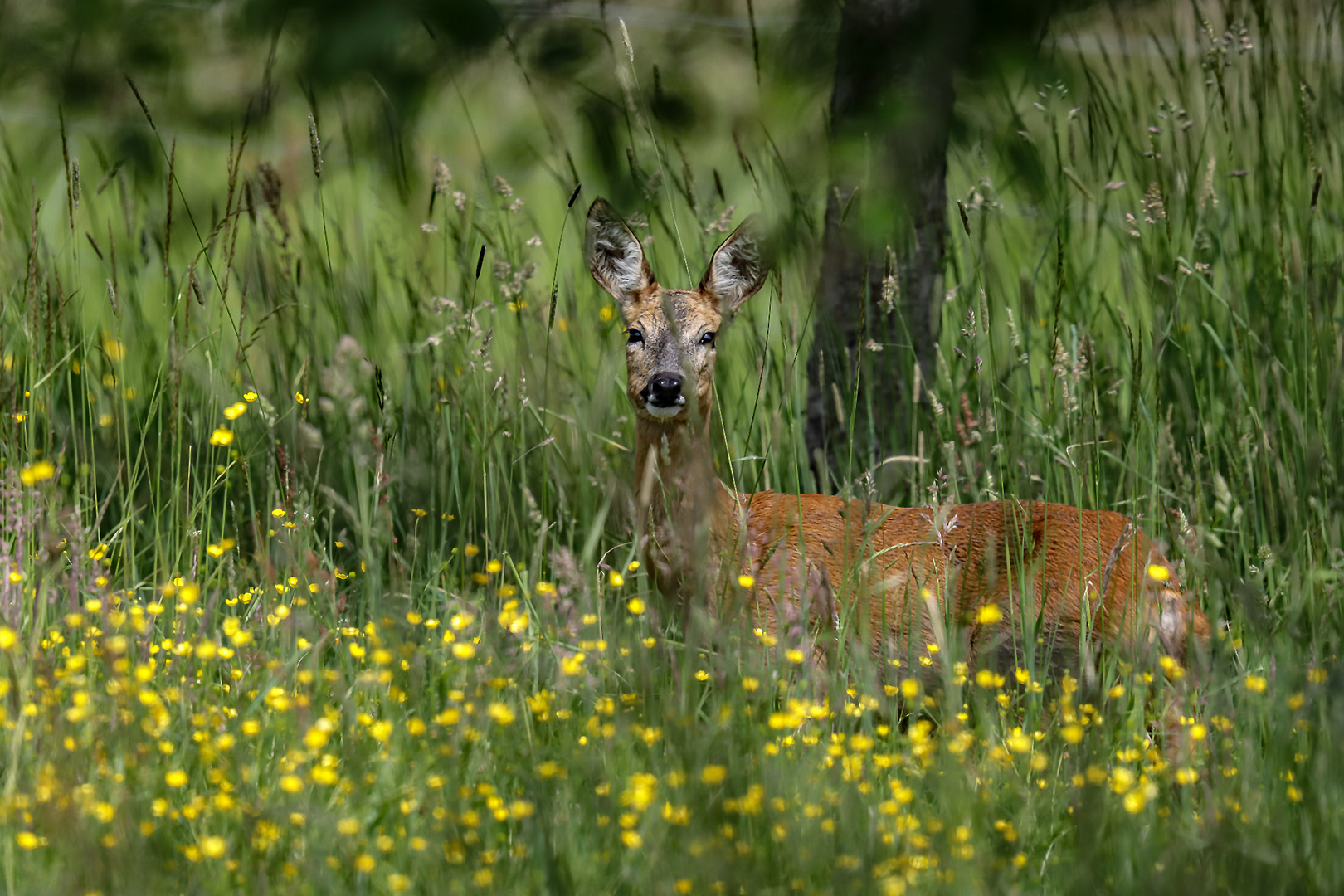 Reh in Wiese Foto & Bild | wildlife, capreolus capreolus, rehe Bilder ...