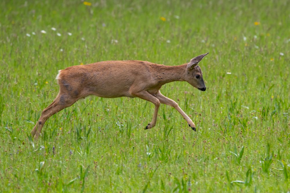 Reh mit einem Freudesprung Foto & Bild | tiere, wildlife, säugetiere ...