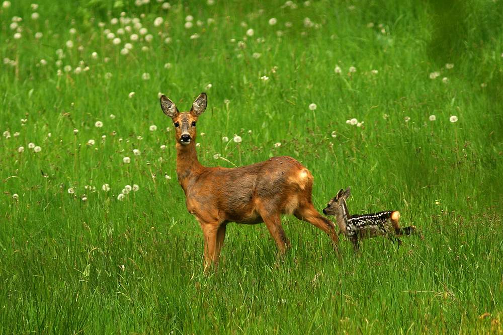 Reh mit Kitz Foto & Bild | tiere, wildlife, säugetiere Bilder auf ...