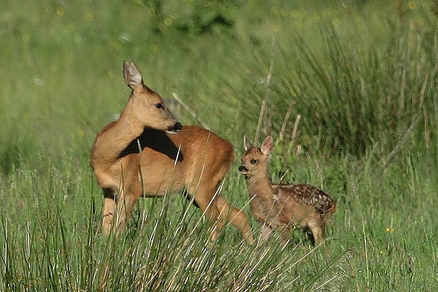 Reh mit Kitz Foto & Bild | tiere, wildlife, säugetiere Bilder auf ...