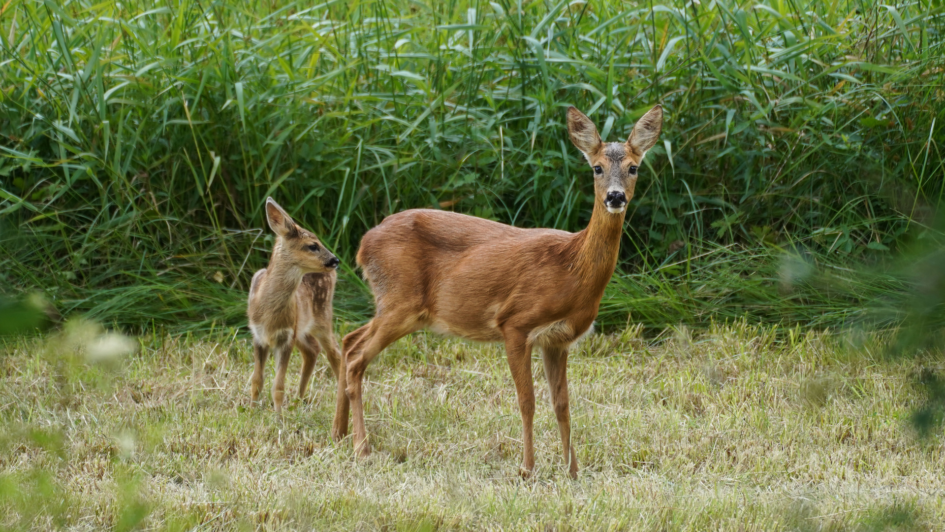 Reh mit Kitz Foto & Bild | tiere, wildlife, säugetiere Bilder auf ...