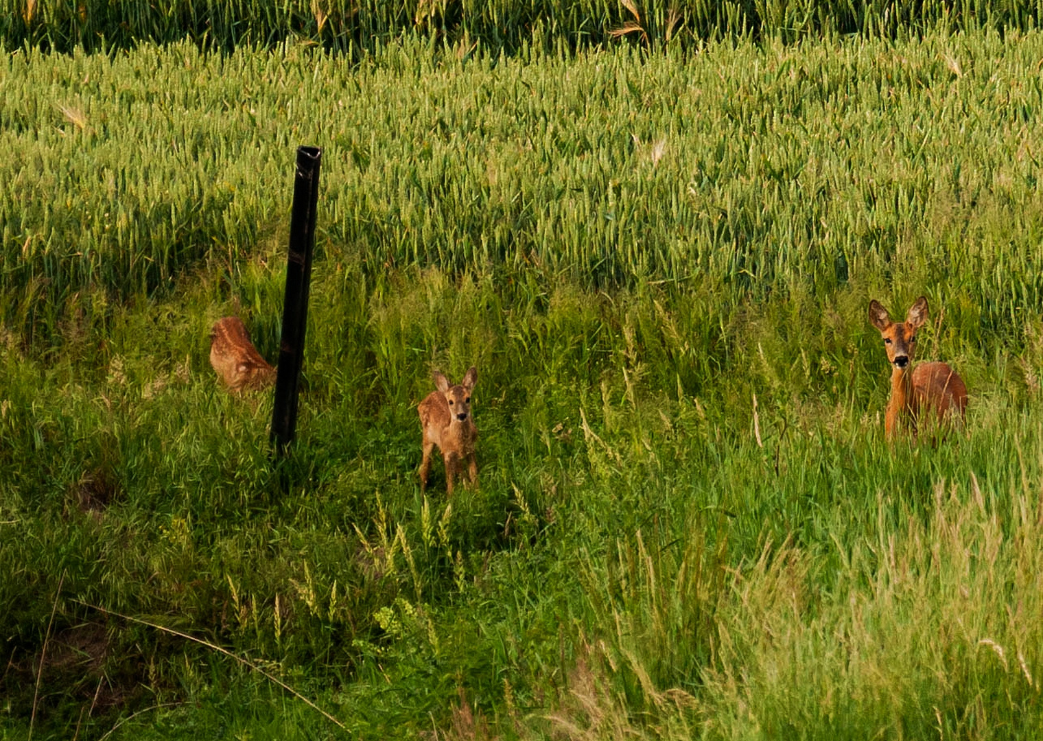 Reh mit zwei kleinen Foto & Bild | tiere, wildlife, säugetiere Bilder ...