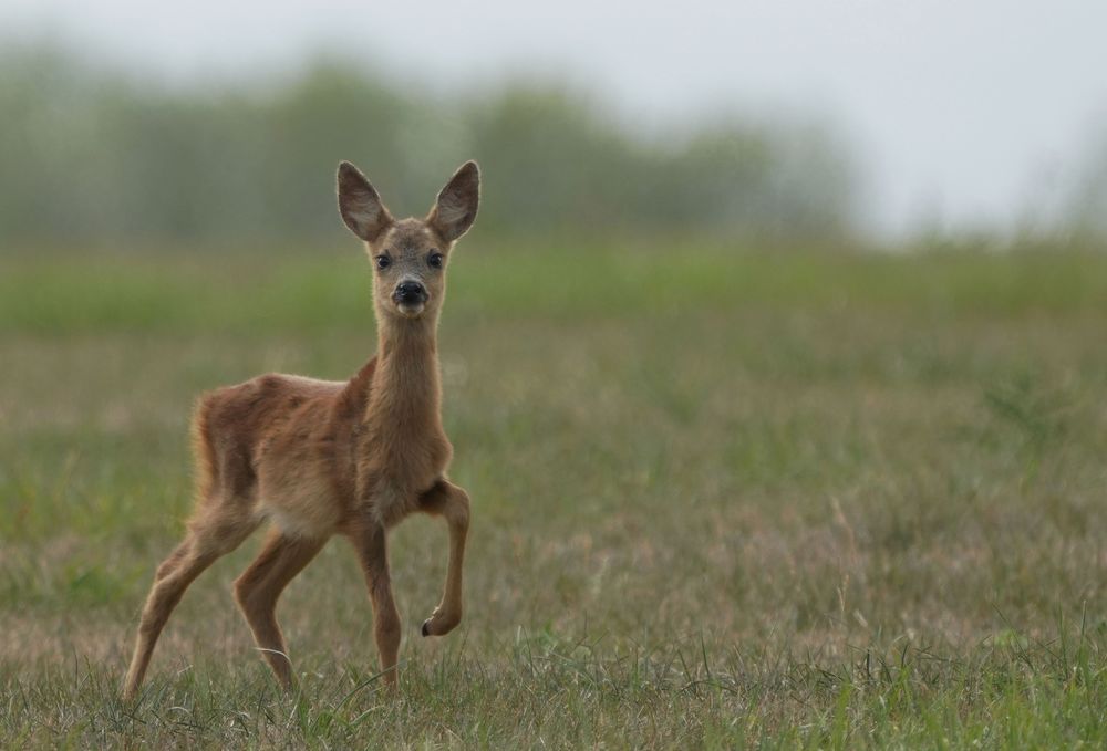 Reh Nachwuchs. Foto & Bild | tiere, wildlife, säugetiere Bilder auf ...