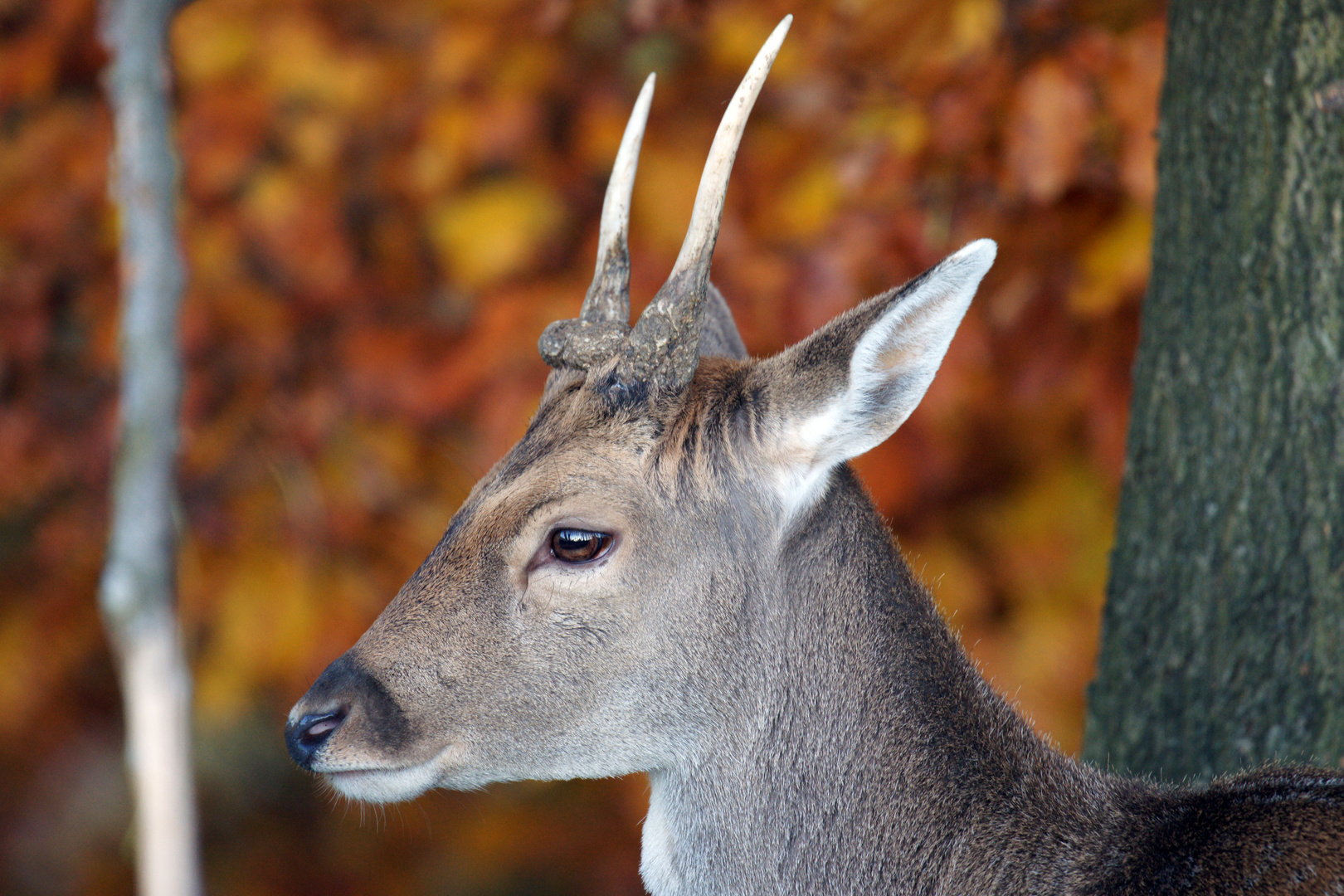 Reh Porträt Foto & Bild | tiere, wildlife, säugetiere Bilder auf ...