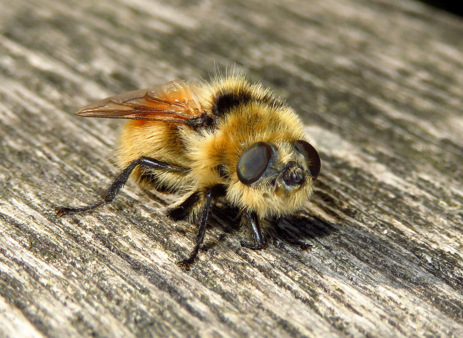 Reh-Rachendassel, Männchen, Cephenemyia stimulator, Deer botfly Foto ...