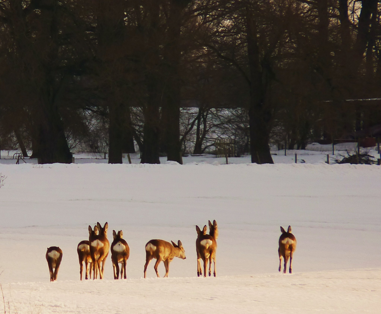 Reh-Rudel auf Futtersuche Foto & Bild | jahreszeiten, winter, tierisch ...
