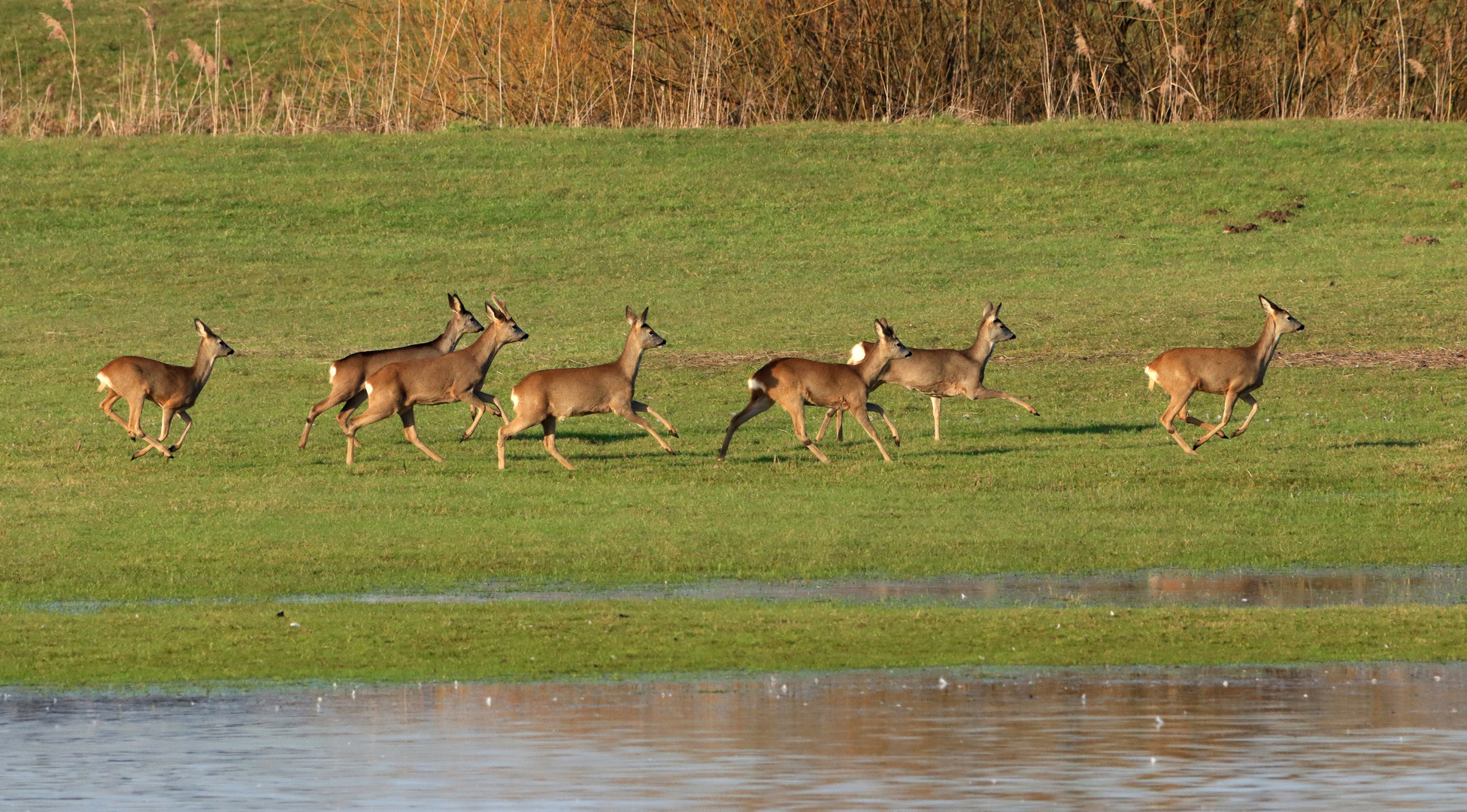 Reh-Rudel in der Disselmersch Foto & Bild | natur, tier, tiere Bilder ...