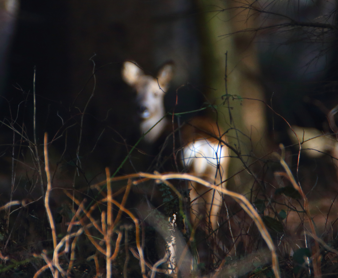 Reh unscharf Foto & Bild | tiere, wildlife, säugetiere Bilder auf ...