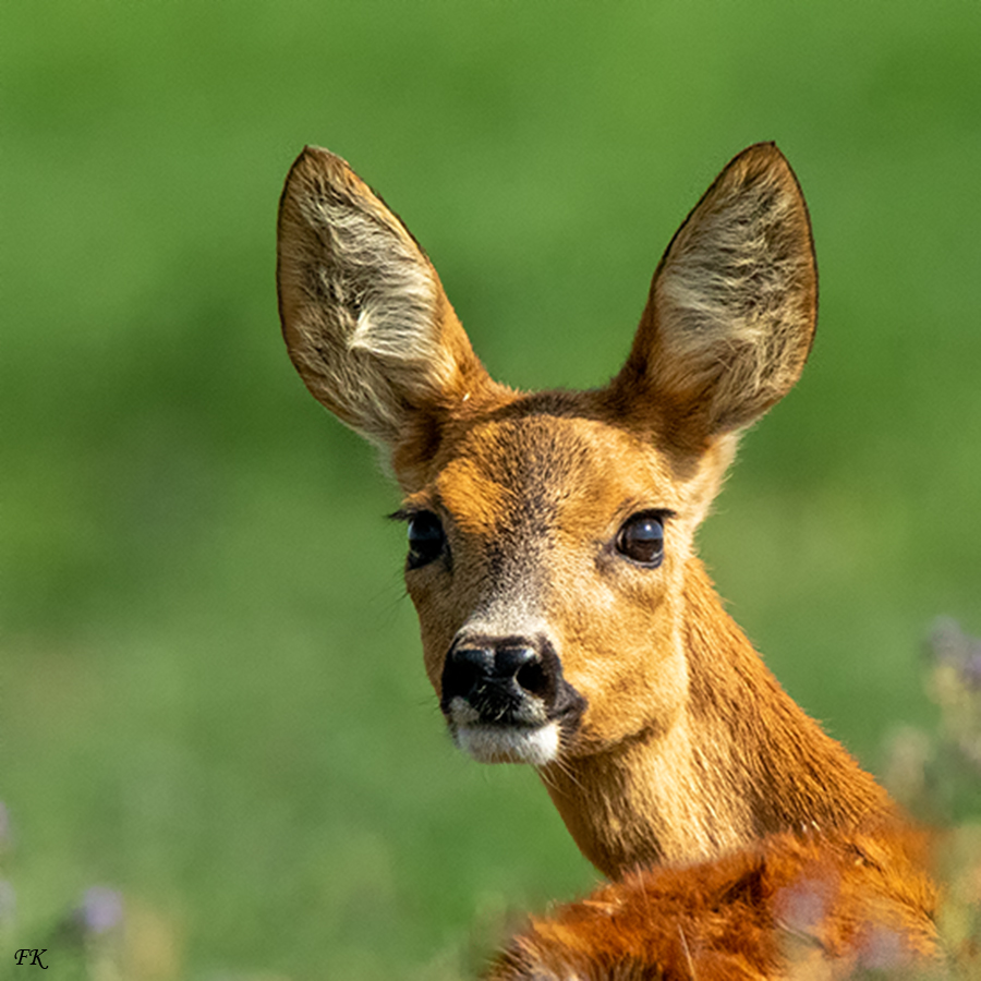 Reh - ( weiblich ) - Ricke *** Foto & Bild | tiere, wildlife ...