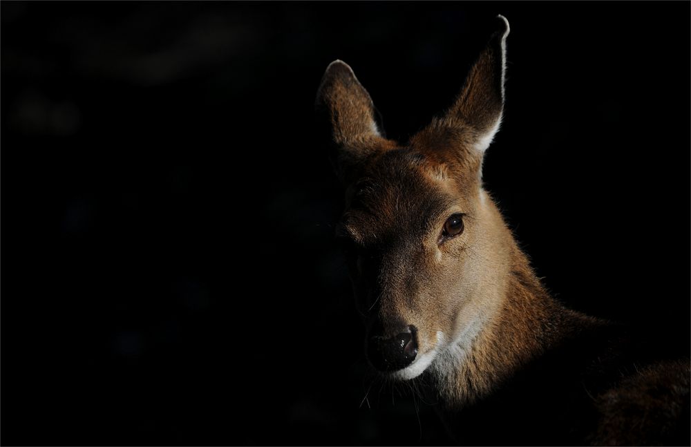 *Reh°Auge* Foto & Bild | tiere, zoo, wildpark & falknerei, säugetiere ...