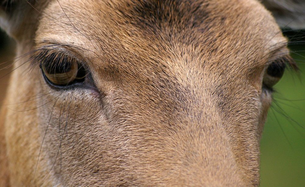 Rehauge Foto & Bild | tiere, tierdetails, natur Bilder auf fotocommunity