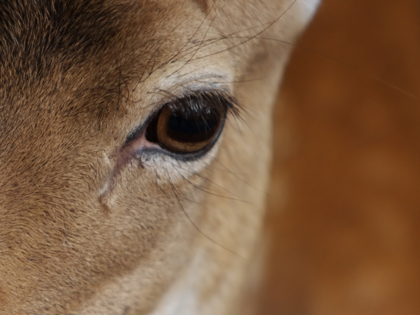 Rehauge Foto & Bild | tiere, tierdetails, wald Bilder auf fotocommunity