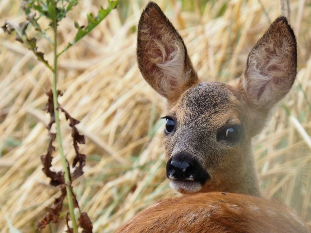 Rehaugen Foto & Bild | natur, tiere, wildlife Bilder auf fotocommunity