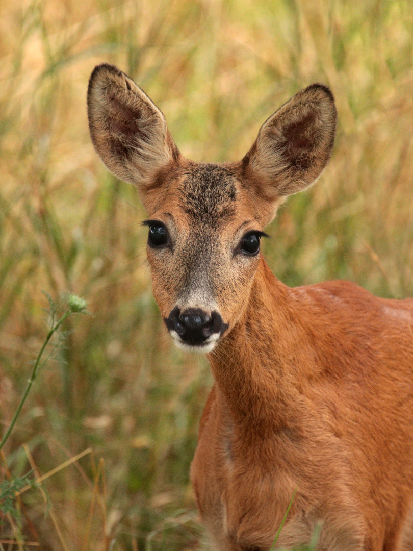 Rehaugen Foto & Bild | natur, porträt, augen Bilder auf fotocommunity