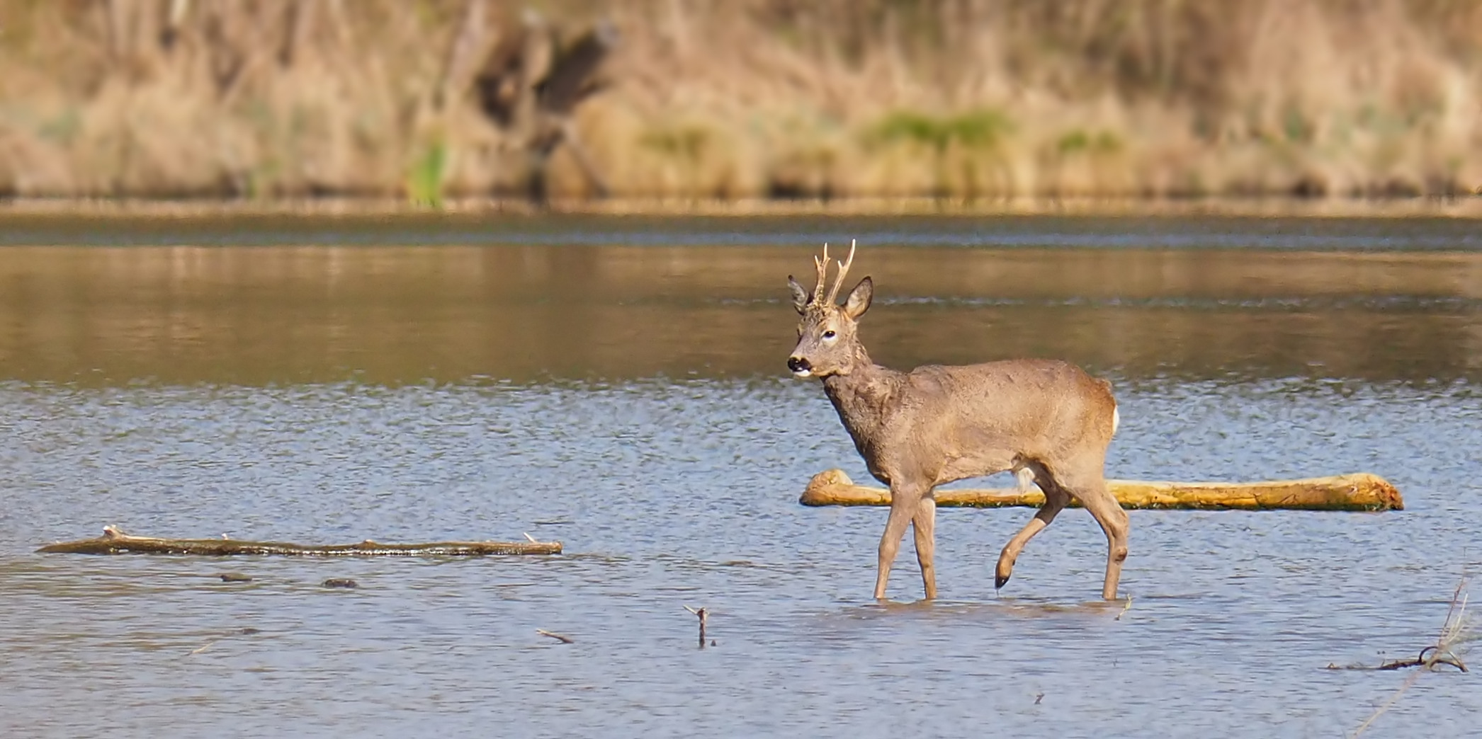 Rehbock Foto & Bild | natur, tiere, wildlife Bilder auf fotocommunity