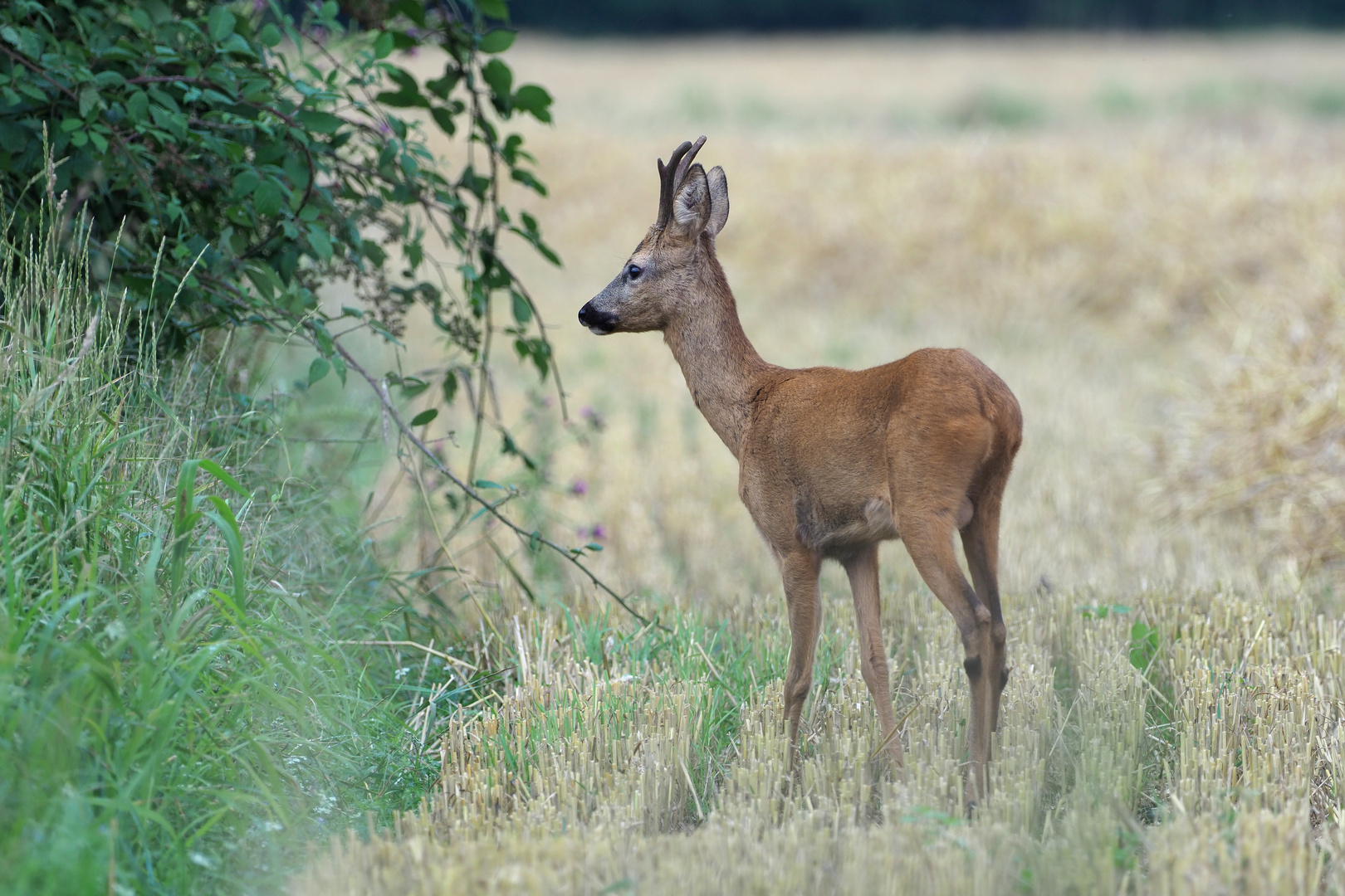 Rehbock Foto & Bild | tiere, wildlife, säugetiere Bilder auf fotocommunity