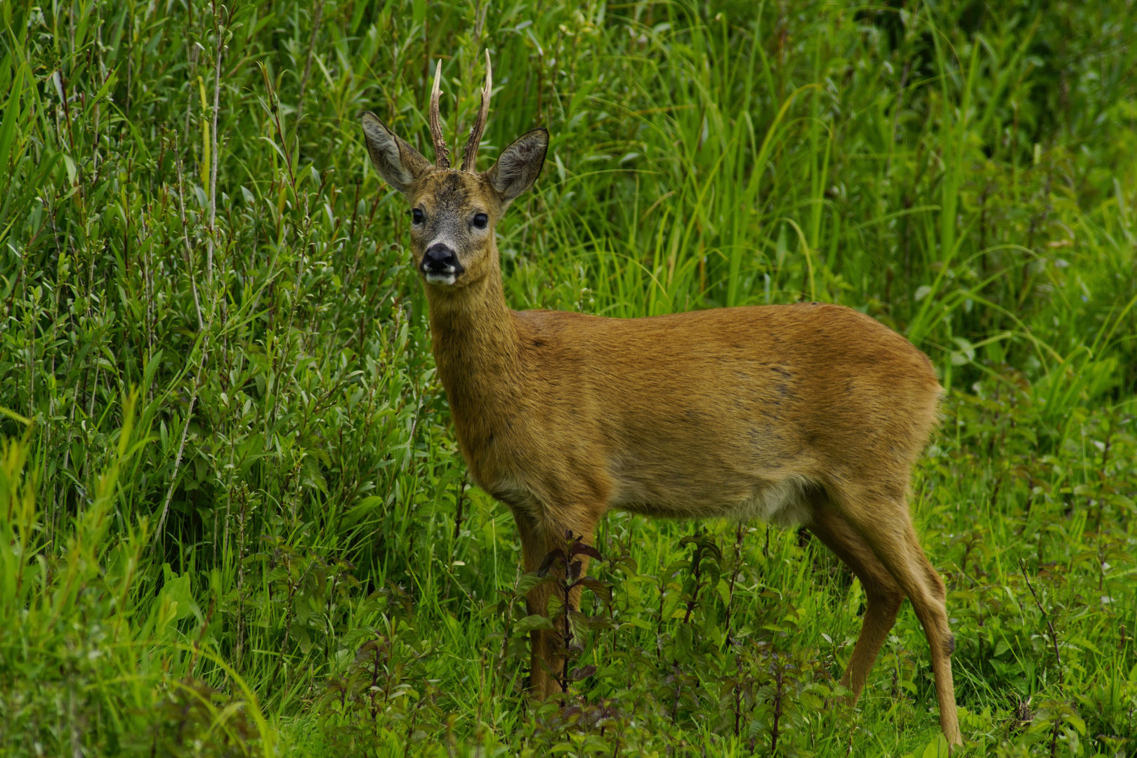 Rehbock. Foto & Bild | tiere, wildlife, säugetiere Bilder auf fotocommunity