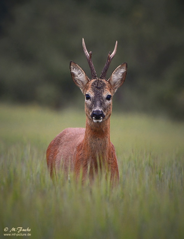 Rehbock... Foto & Bild | tiere, wildlife, säugetiere Bilder auf ...
