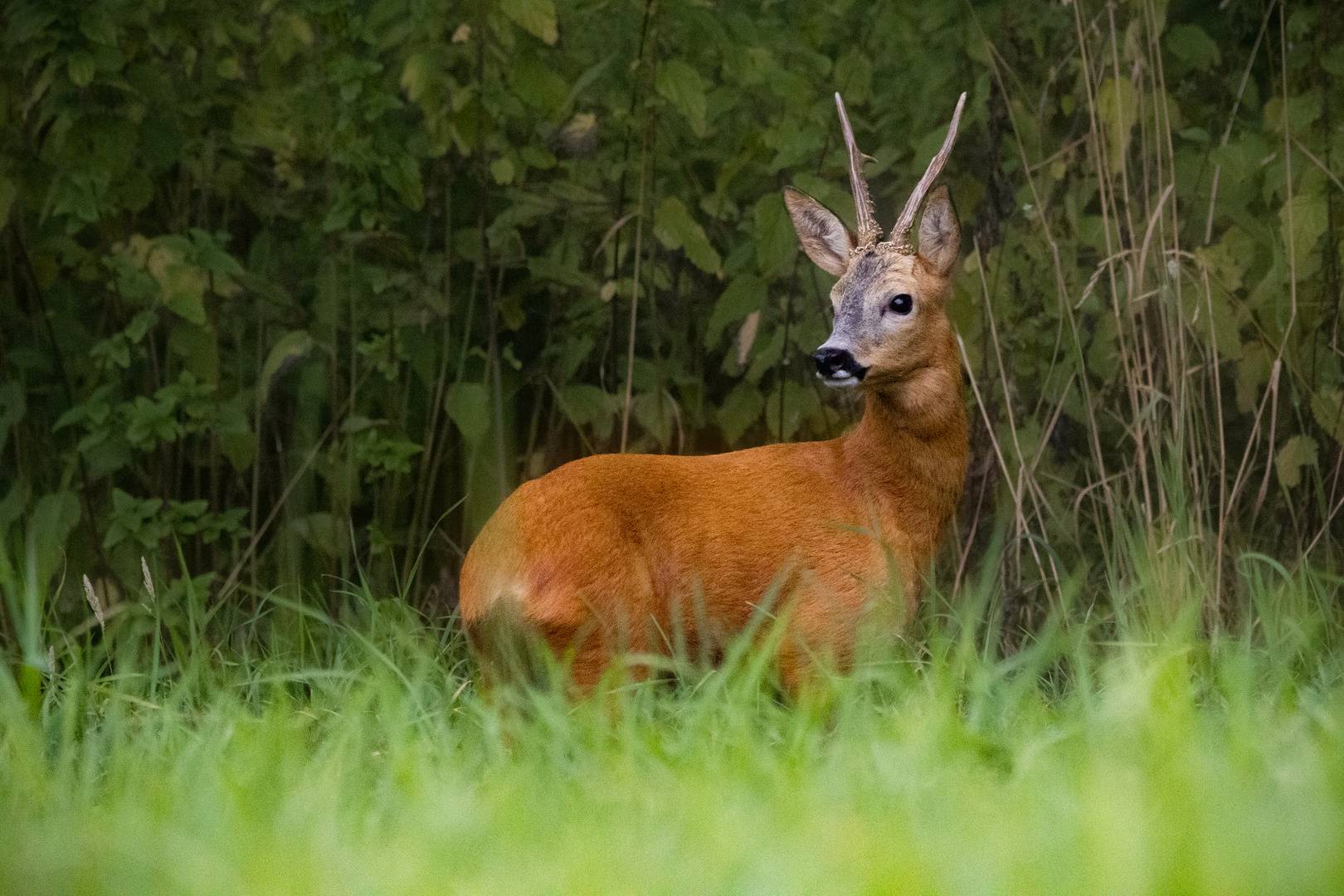 Rehbock Foto & Bild | tiere, wildlife, säugetiere Bilder auf fotocommunity