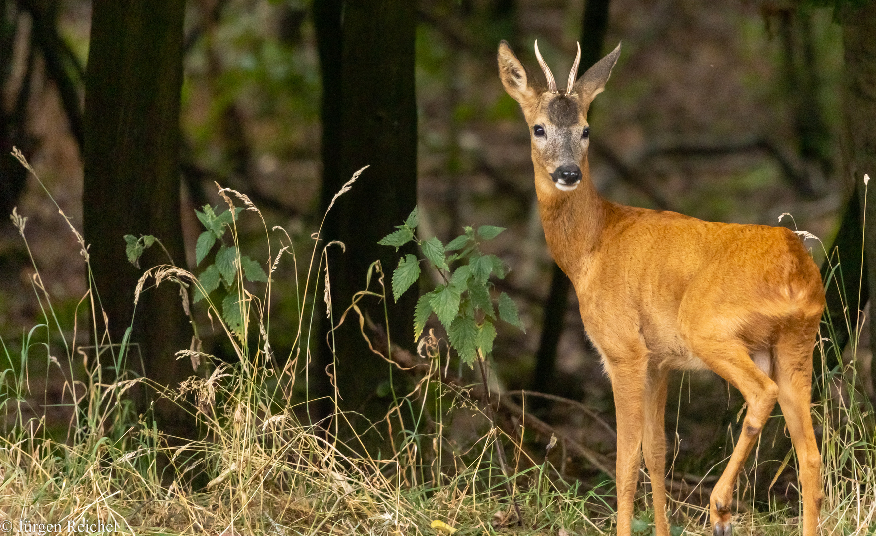 Rehbock Foto & Bild | tiere, wildlife, säugetiere Bilder auf fotocommunity