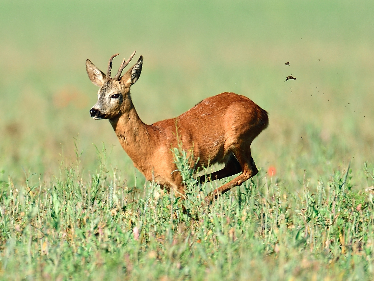 Rehbock Foto & Bild | tiere, wildlife, säugetiere Bilder auf fotocommunity