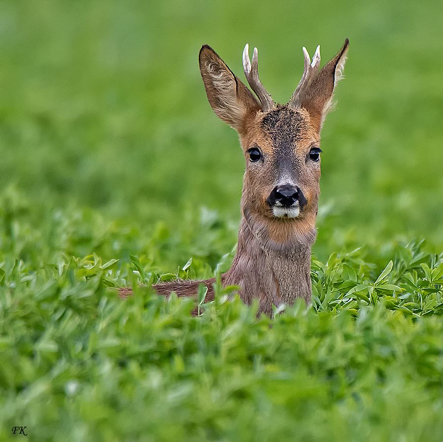 Rehbock Foto & Bild | tiere, wildlife, säugetiere Bilder auf fotocommunity