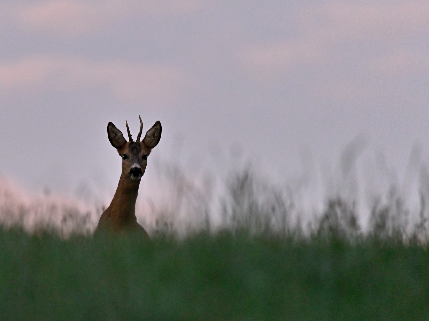 Rehbock Foto & Bild | natur, tiere, wildlife Bilder auf fotocommunity