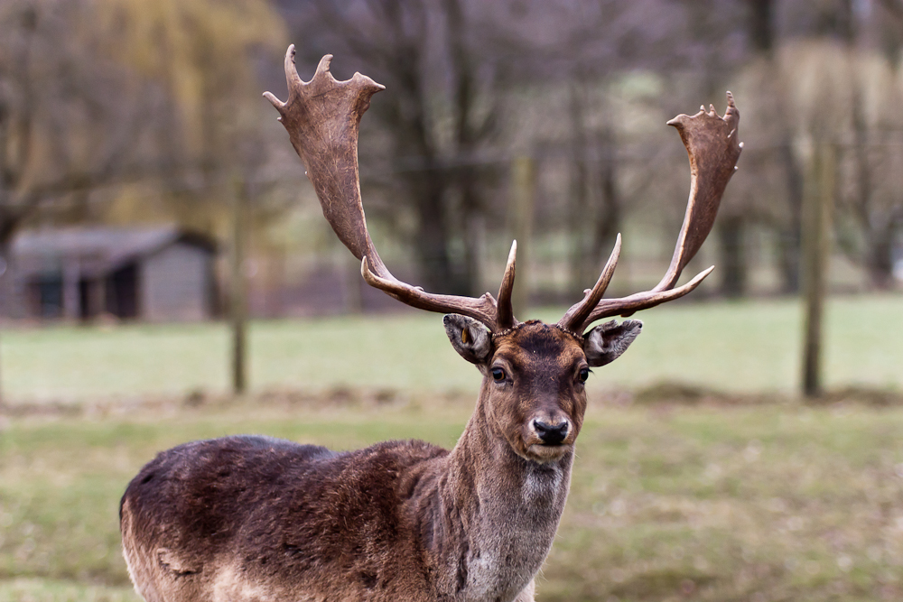 Rehbock Foto & Bild | tiere, wildlife, wildlife: sonstige tiere Bilder ...