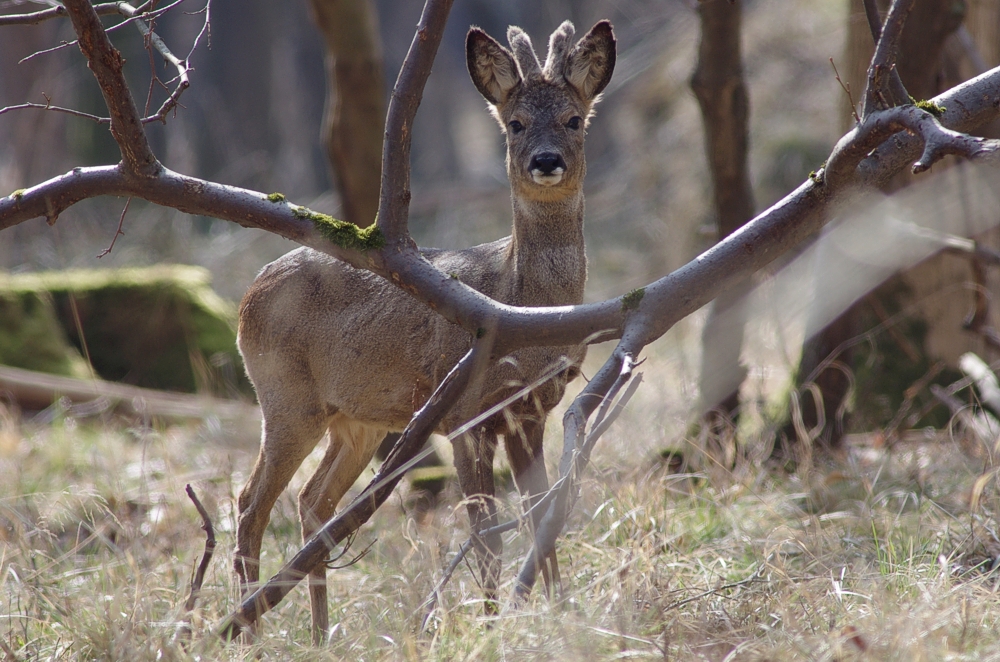 Rehbock Foto & Bild | tiere, wildlife, säugetiere Bilder auf fotocommunity