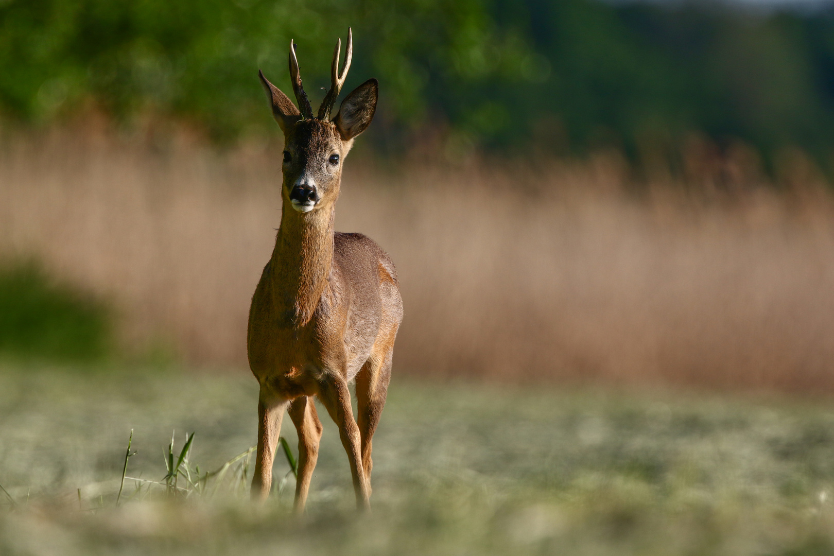 Rehbock Foto & Bild | tiere, wildlife, säugetiere Bilder auf fotocommunity