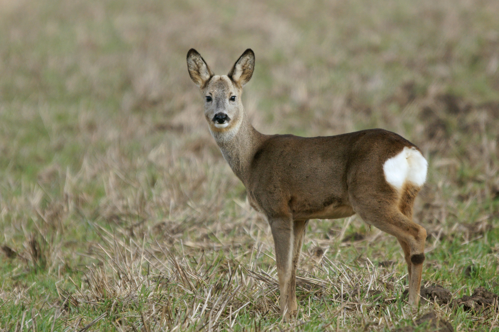 Rehbock Foto & Bild | tiere, wildlife, säugetiere Bilder auf fotocommunity
