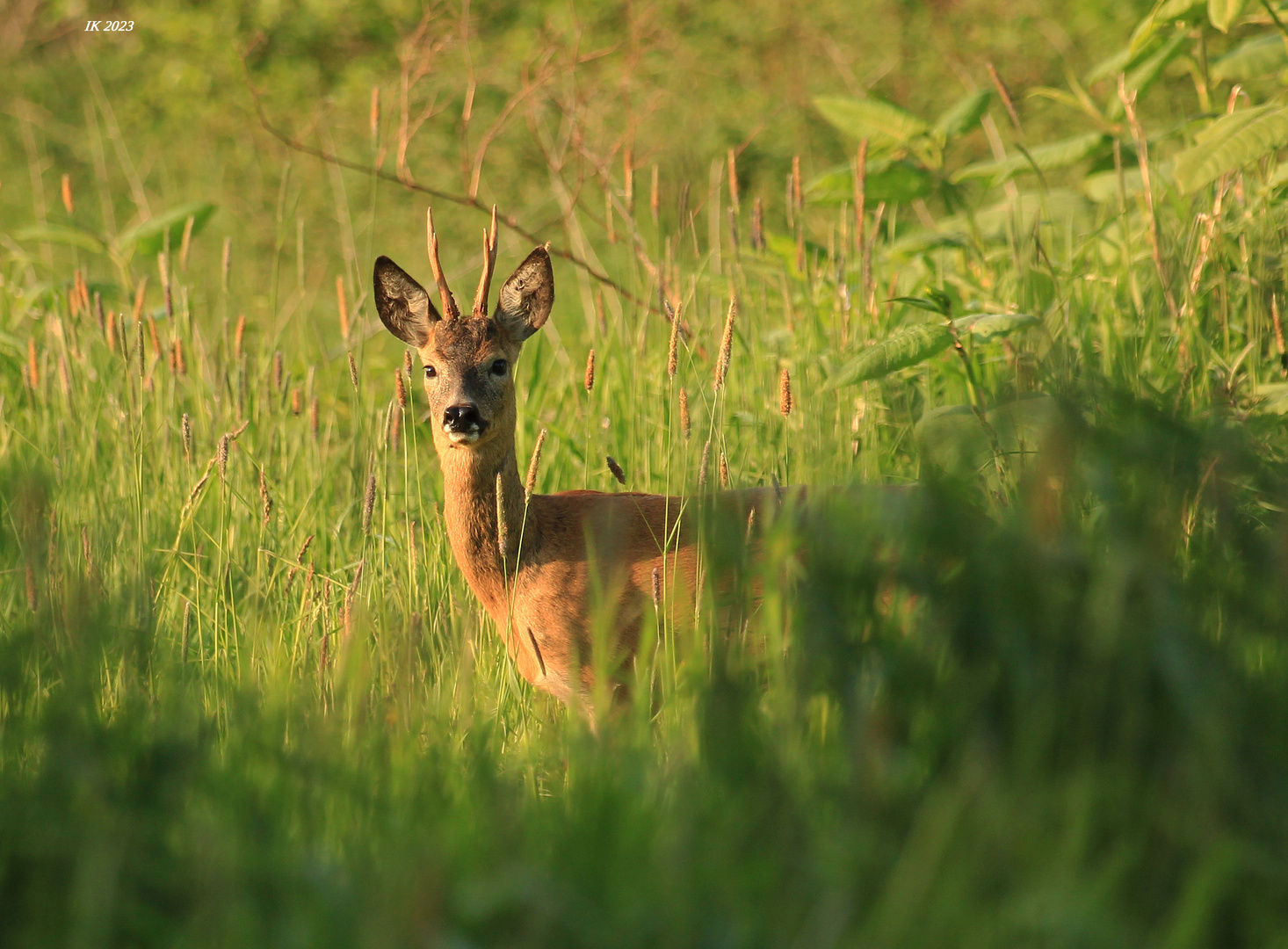 Rehbock Foto & Bild | tiere, wildlife, säugetiere Bilder auf fotocommunity