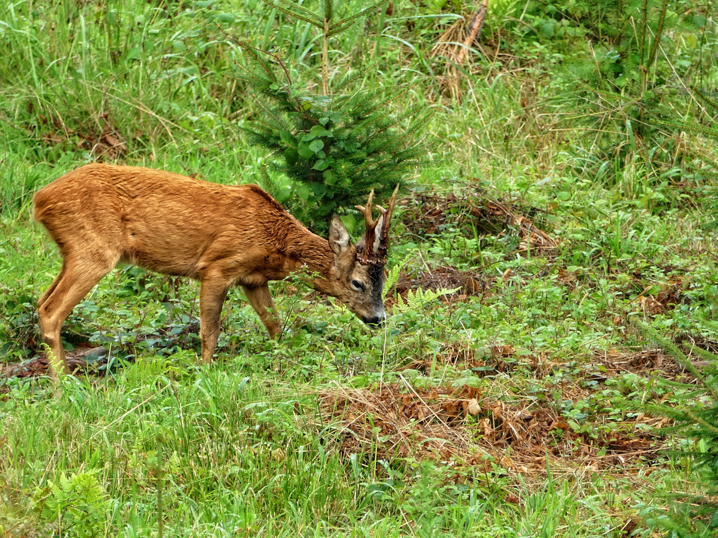 Rehbock Foto & Bild | wald, sommer, tiere Bilder auf fotocommunity