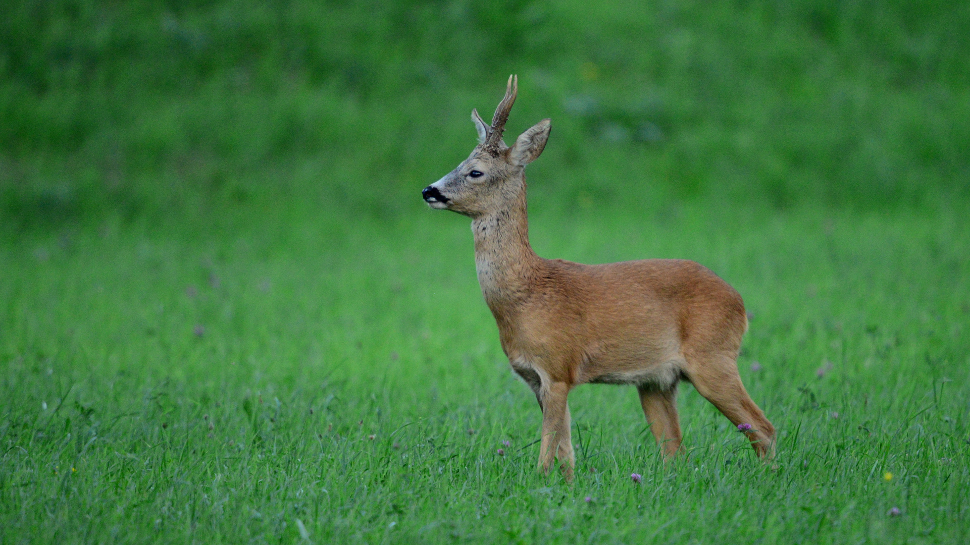Rehbock 2 Foto & Bild | tiere, wildlife, säugetiere Bilder auf ...