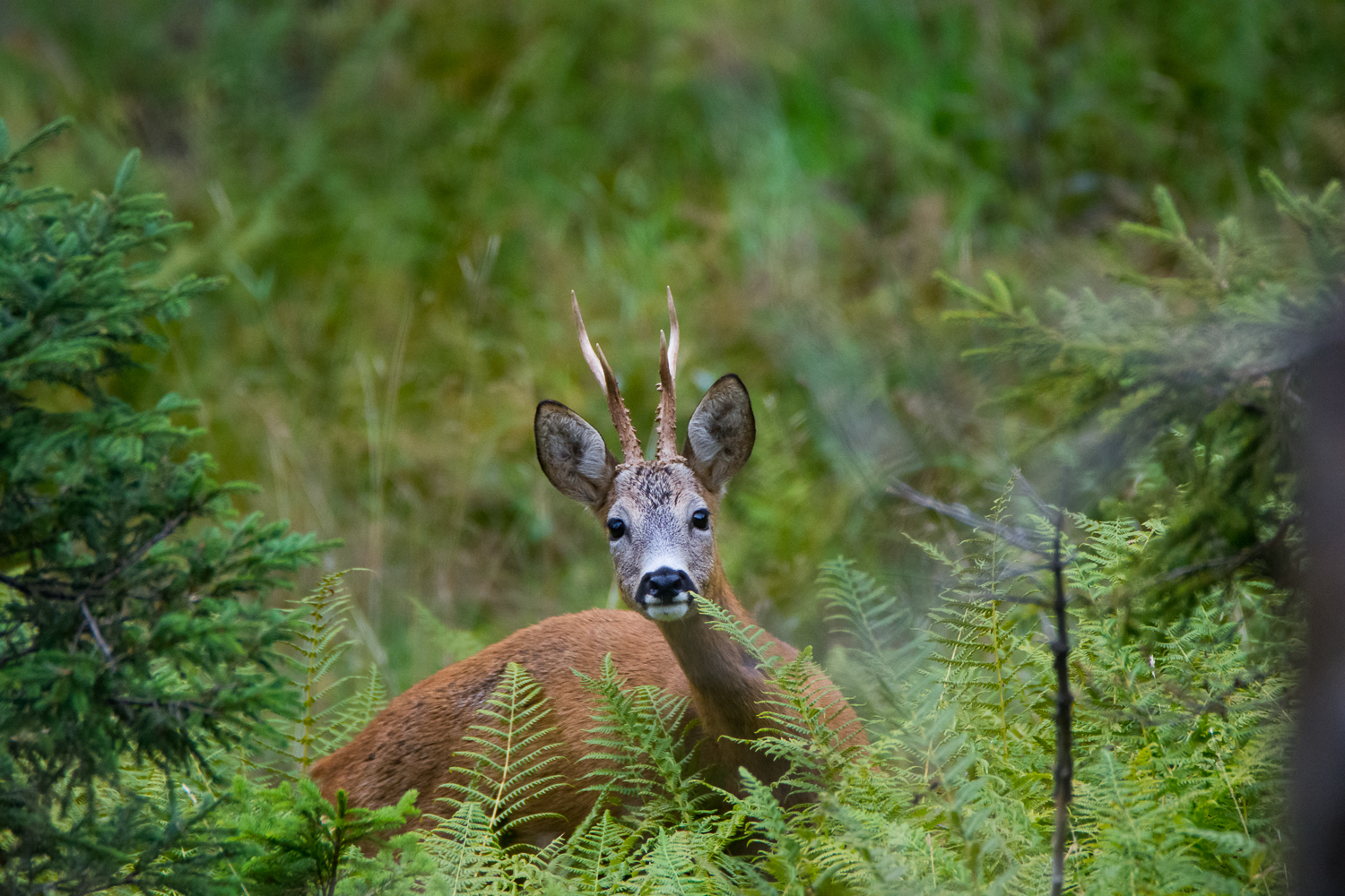 Rehbock (2) Foto & Bild | nikon, photography, landschaften Bilder auf ...
