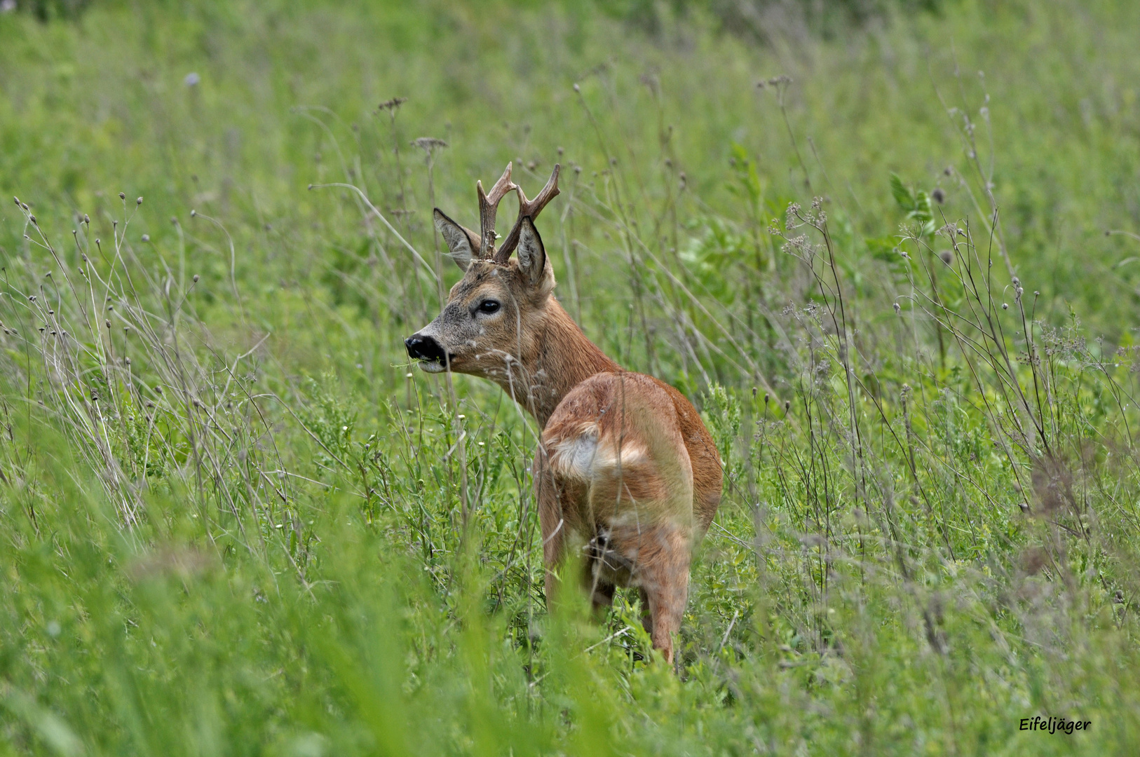 REHBOCK Foto & Bild | tiere, wildlife, säugetiere Bilder auf fotocommunity