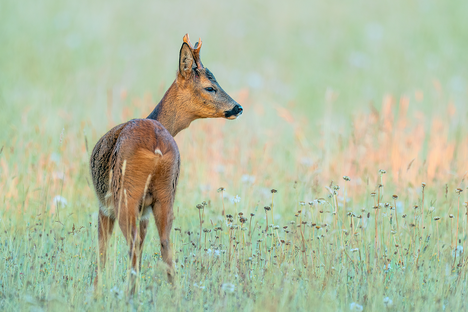 Rehbock Foto & Bild | tiere, wildlife, säugetiere Bilder auf fotocommunity