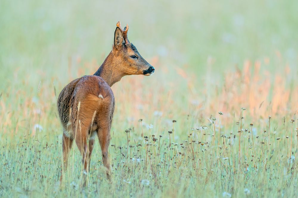 Rehbock Foto & Bild | tiere, wildlife, säugetiere Bilder auf fotocommunity