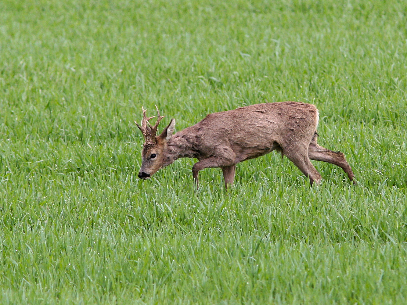 Rehbock Foto & Bild | tiere, wildlife, säugetiere Bilder auf fotocommunity