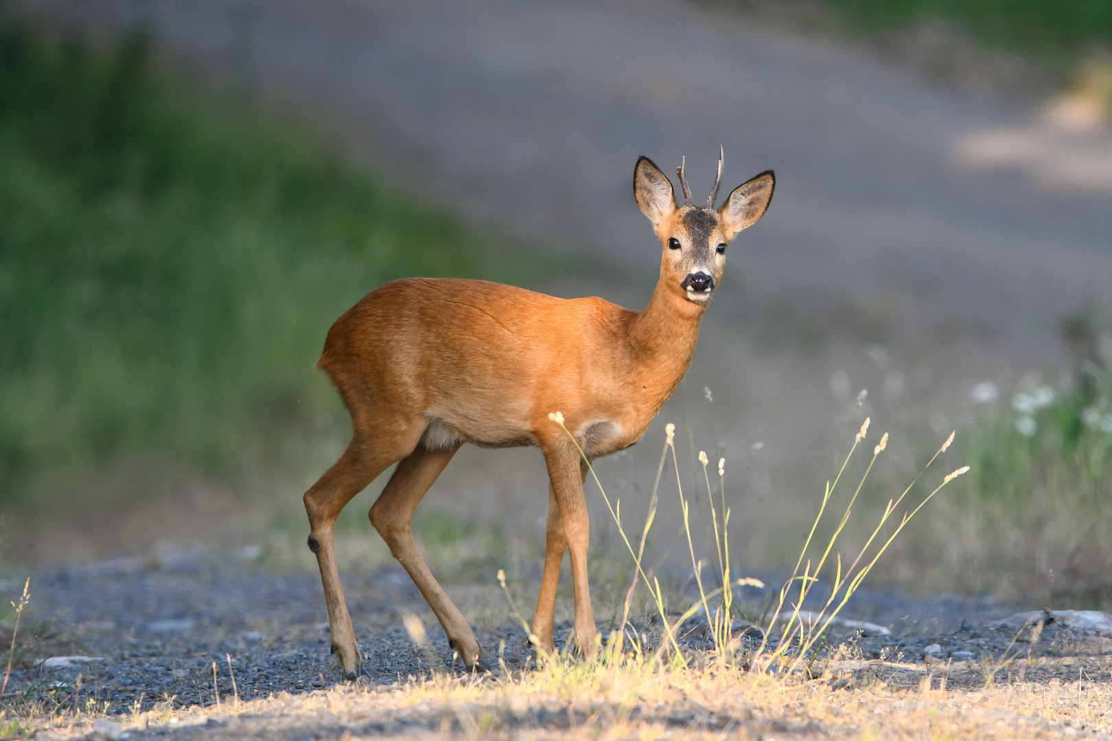 Rehbock Foto & Bild | tiere, wildlife, säugetiere Bilder auf fotocommunity