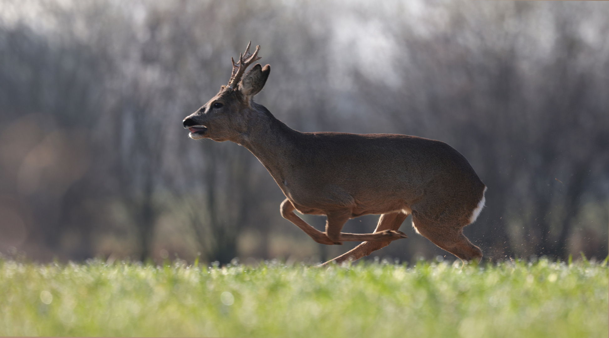 Rehbock Foto & Bild | natur, naturfoto, tiere Bilder auf fotocommunity