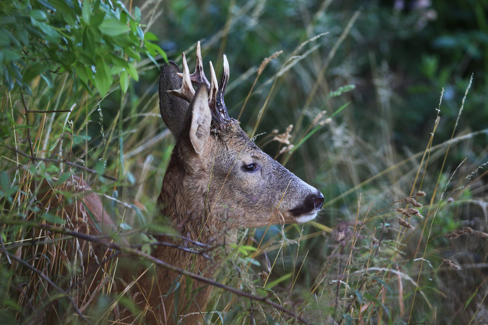 Rehbock Foto & Bild | wald, natur, landschaft Bilder auf fotocommunity