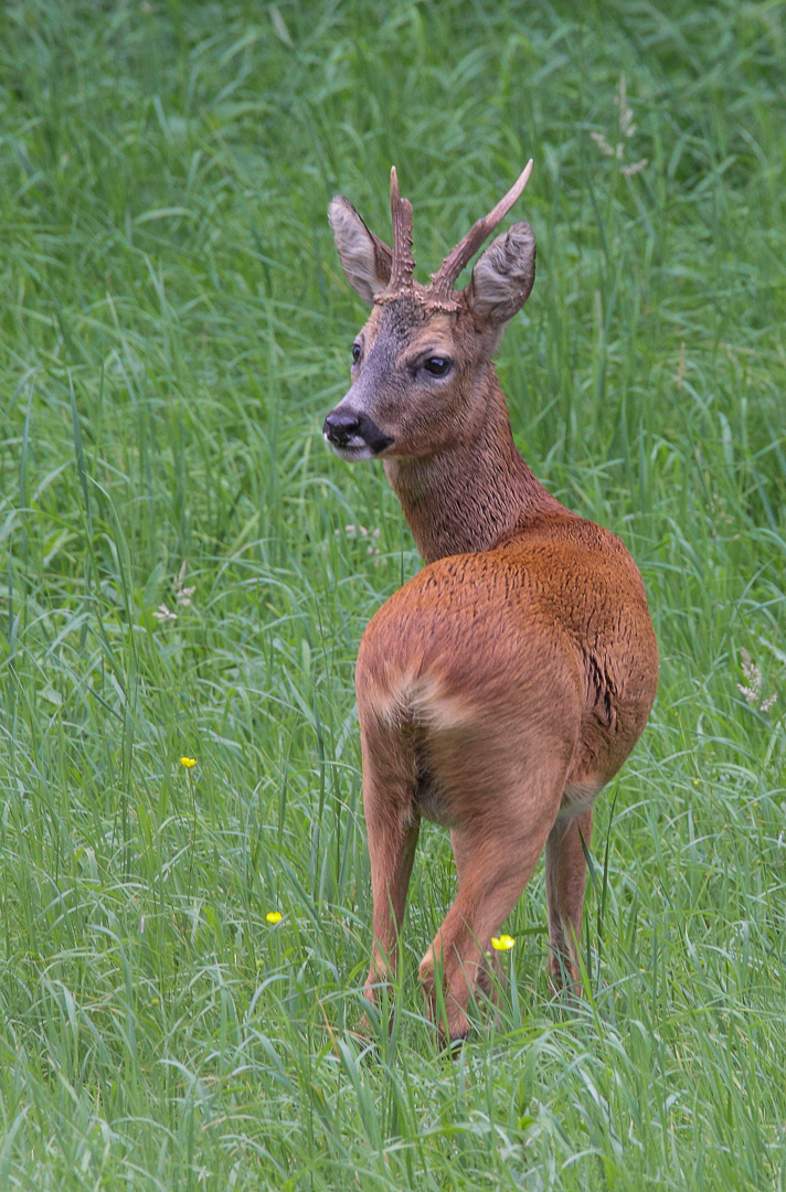 Rehbock Foto & Bild | natur, wildlife, wild Bilder auf fotocommunity