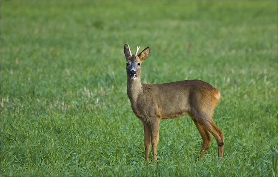 Rehbock # 3 Foto & Bild | tiere, wildlife, säugetiere Bilder auf ...