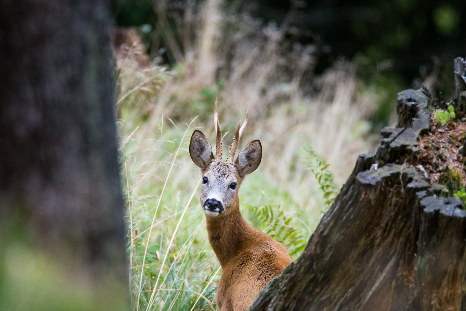 Rehbock Foto & Bild | tiere, wildlife, säugetiere Bilder auf fotocommunity