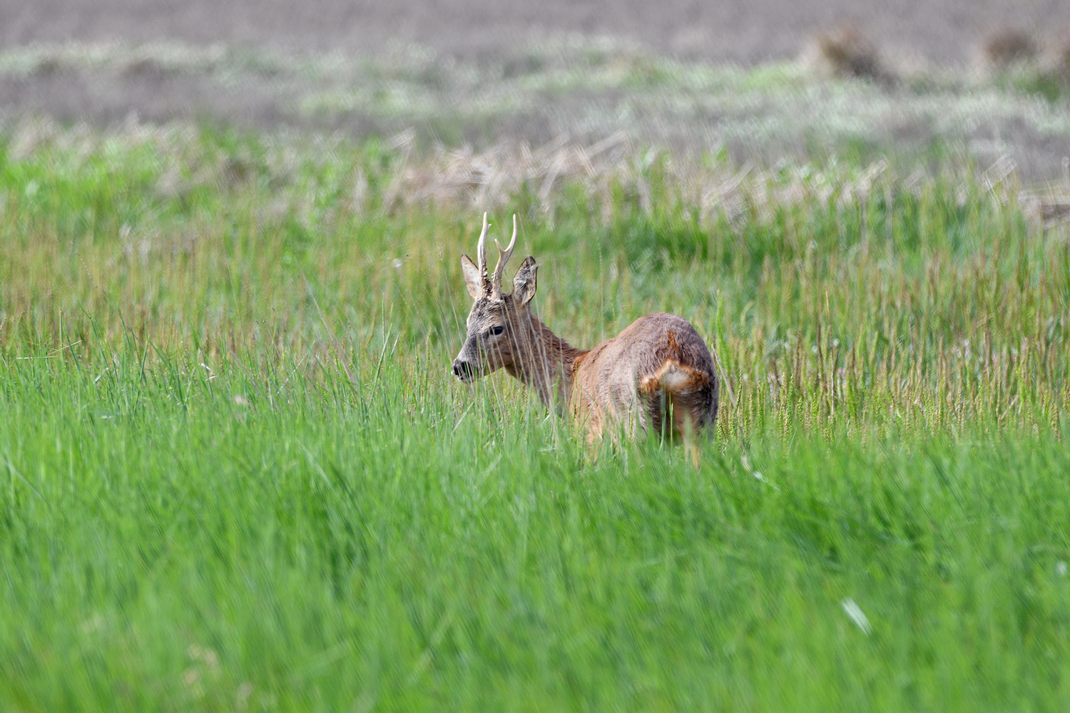 Rehbock Foto & Bild | tiere, wildlife, säugetiere Bilder auf fotocommunity
